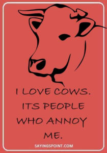 54 Cow Quotes and Sayings Sayings Point