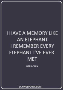 54 Beautiful Elephant Quotes and Sayings Sayings Point