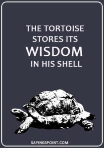 55 Turtle Quotes and Sayings Sayings Point